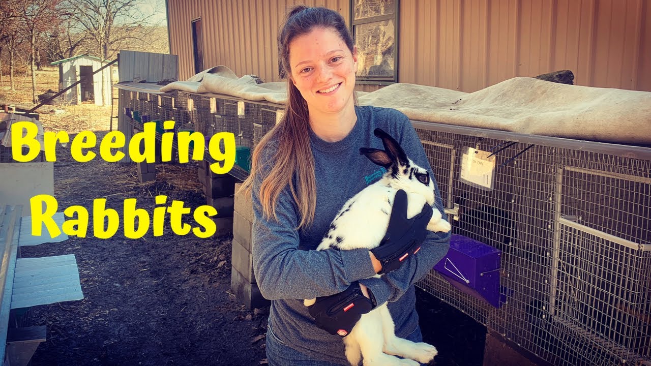 Raising Meat Rabbits | How to Successfully Breed Your Rabbit!! - YouTube