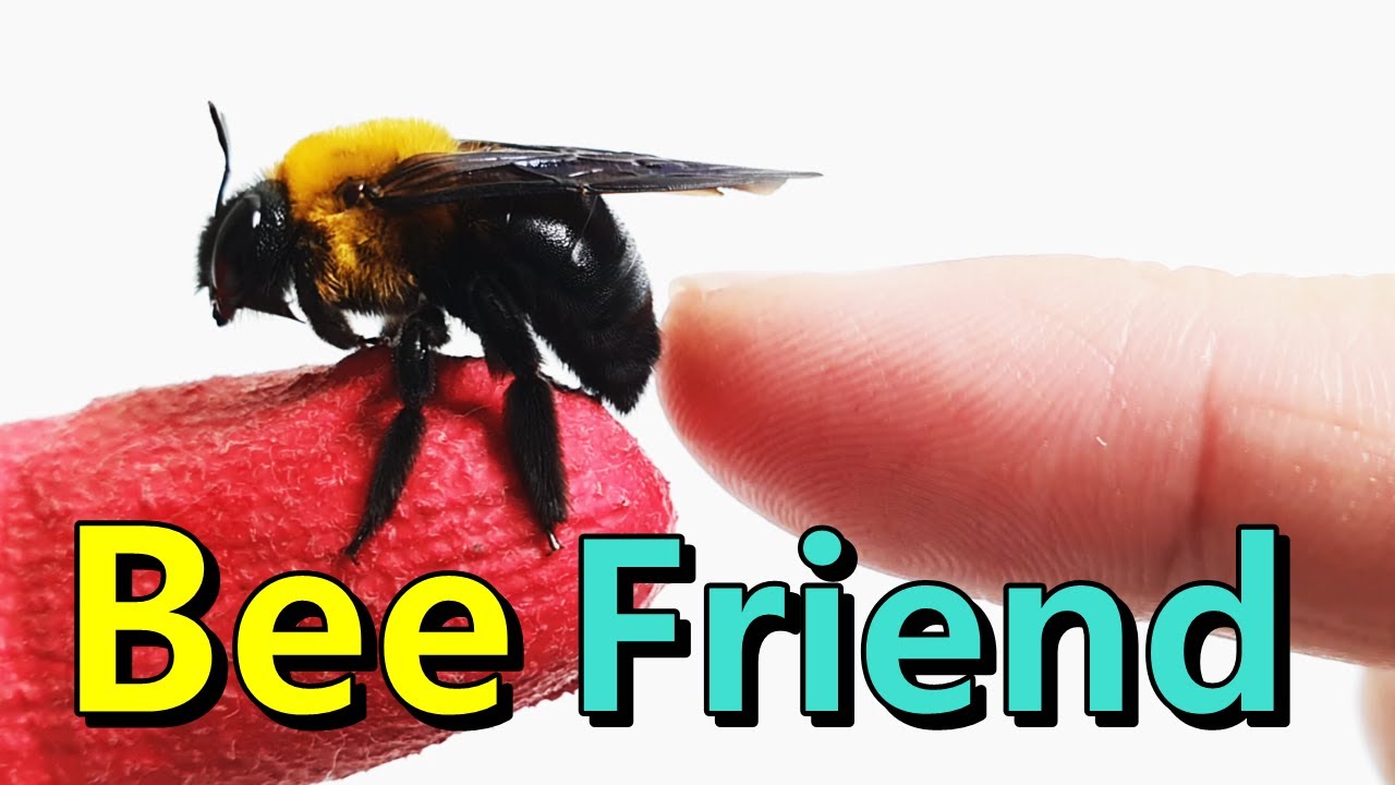 How to make friends with a carpenter bee [ENG] - YouTube