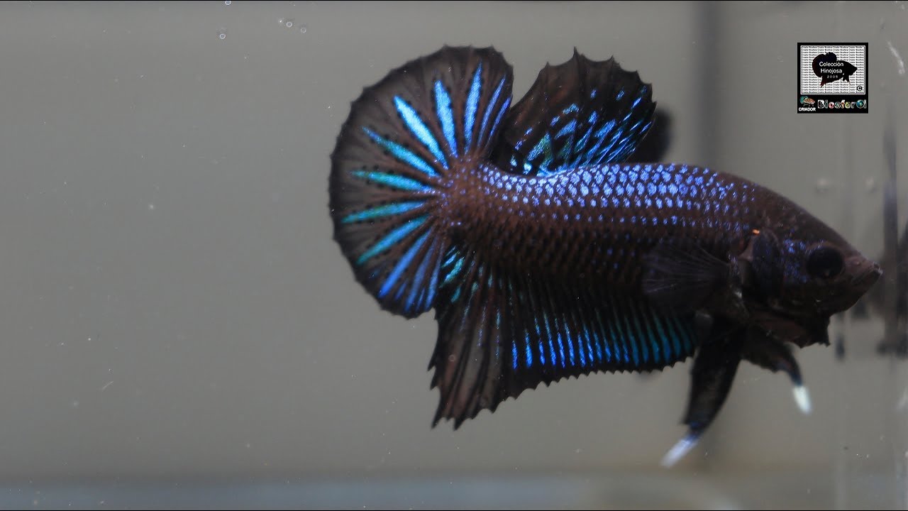 Bettas Splendens Plakat Tradicionales - YouTube