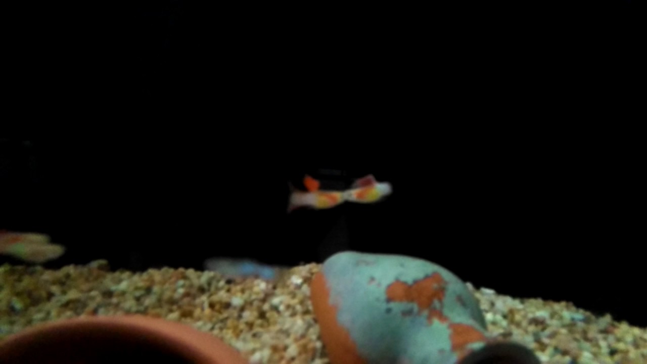 Japanese blue Red fin double sword guppy - YouTube