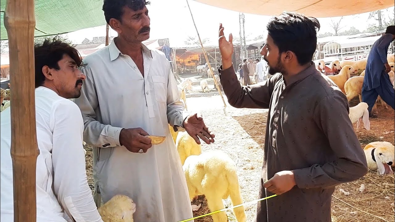 Kajla Chatra 20 Final KITNE KA KHAREED DIYA BHAI KO? Bakra Mandi ...