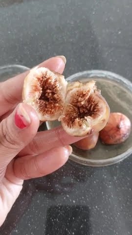 Ficus racemosa # family Moraceae # composite fruit# Hypanthodium ...