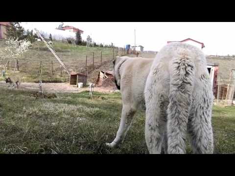 Kangal, Akbaş, kurt boğan, dogo Arjantin, pitbull, Karapınar lı efsane ŞARON oğlu Barut.