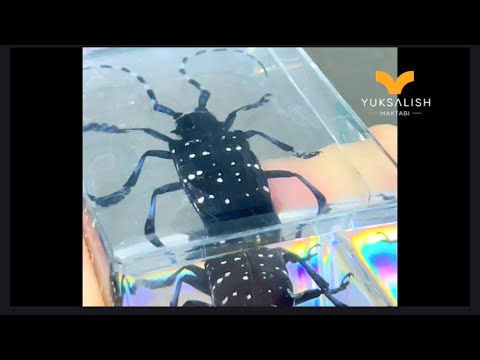 JUDA AJOYIB KOLLEKSIYA EKAN QOYIL