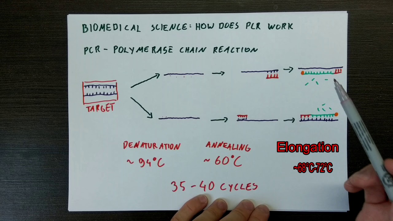Biomedical Science How Does PCR Work - YouTube
