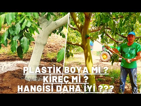 37-Ceviz ağacı gövdesi kireçle mi yoksa plastik boya ile mi boyanır ?