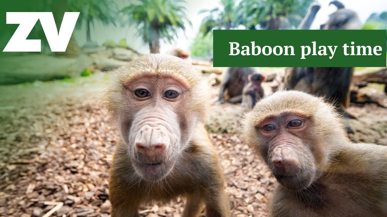 Melbourne Zoo Baboons take play time to new heights - YouTube