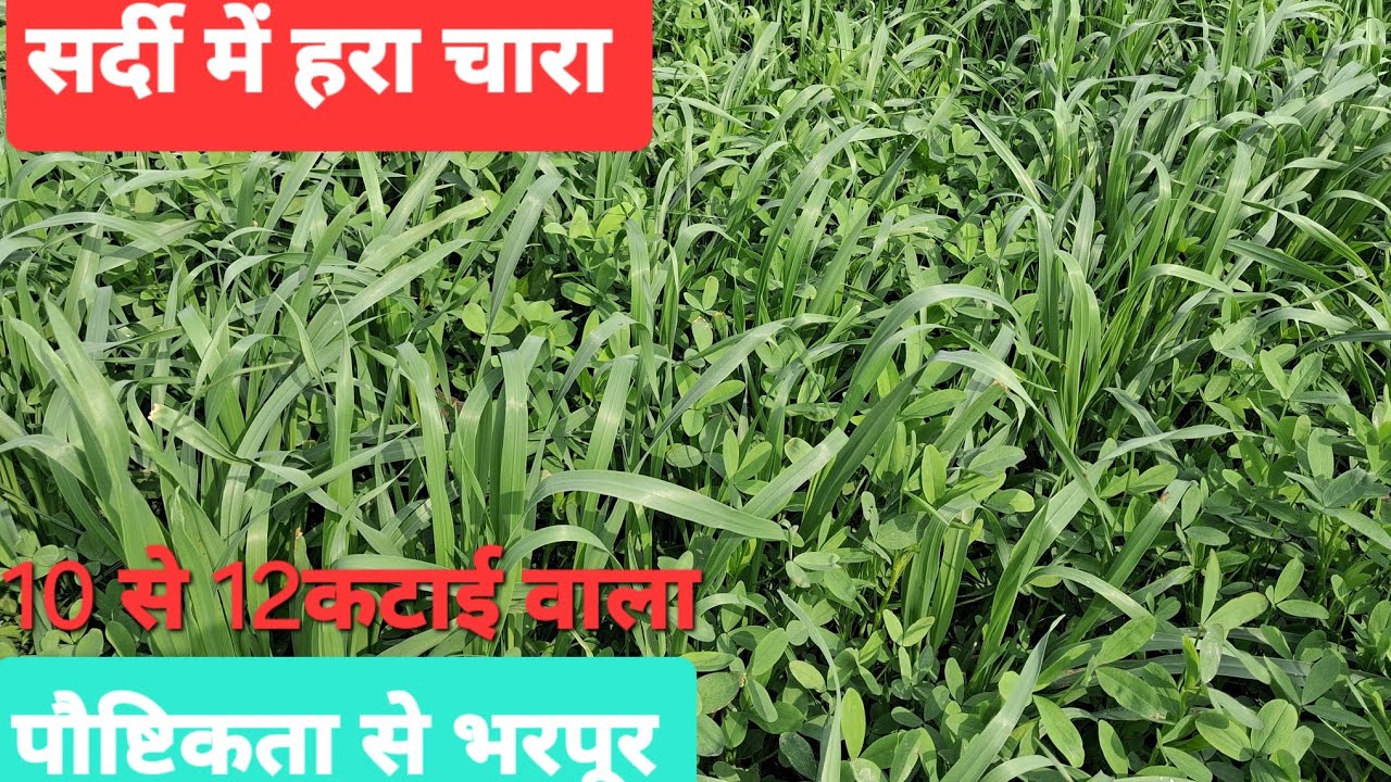 सर्दी में हरा चारा/दुधारू पशुओं के लिए पौष्टिक चारा/plot visit - YouTube