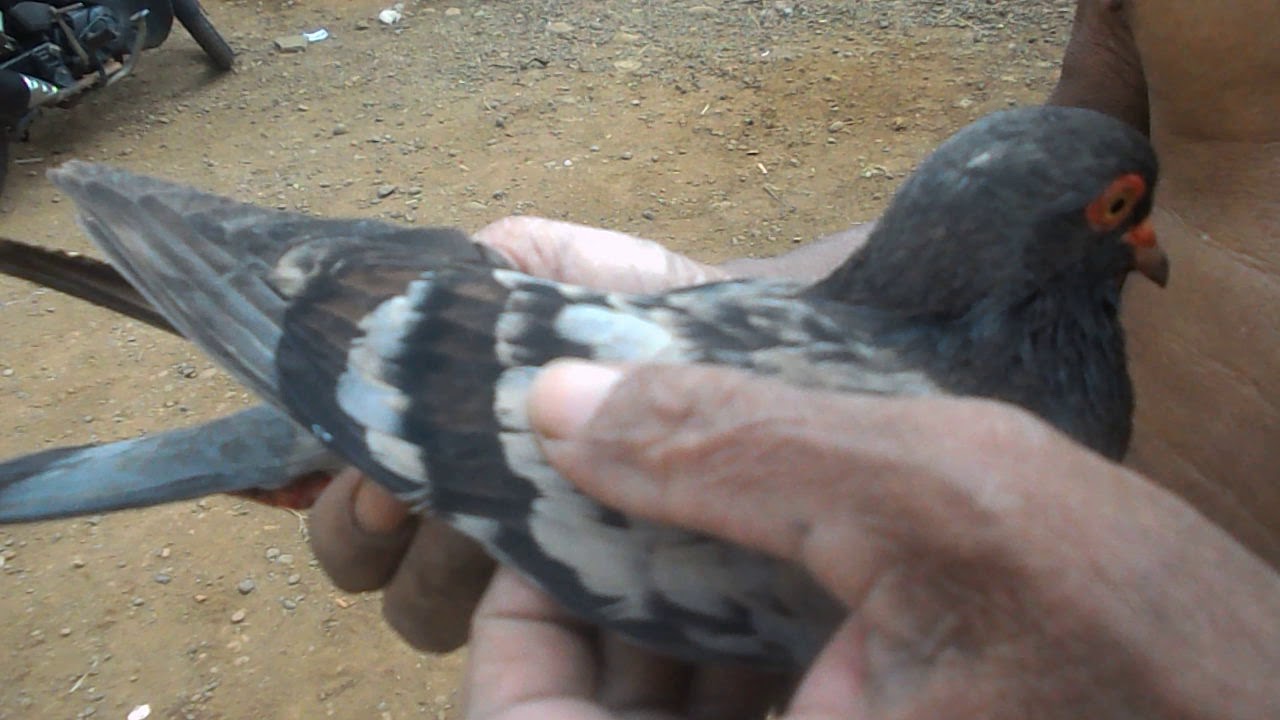 BURUNG MERPATI/PIGEON TRITIS KU NGLOLOH LAGI#AkhmadHidayahOfficial ...