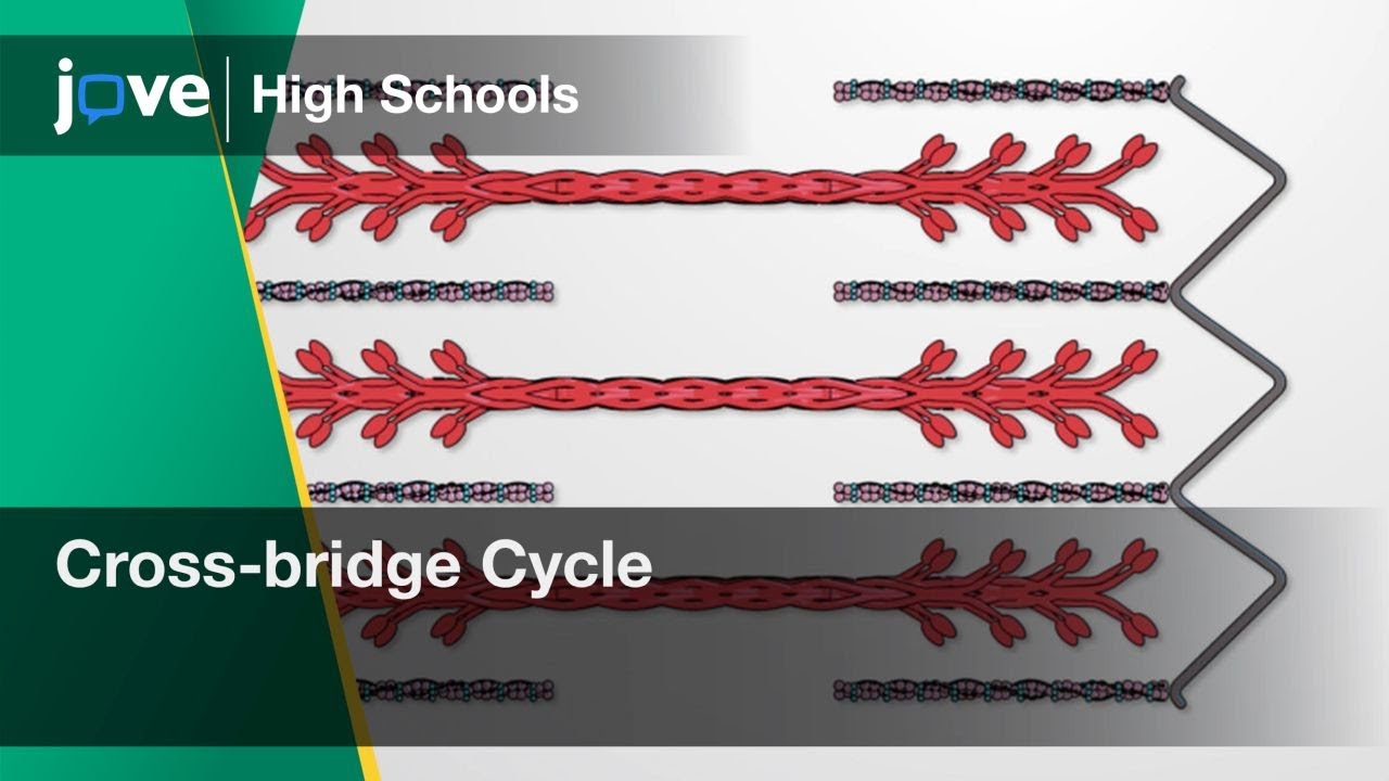Cross-bridge Cycle | Bio | Video Textbooks - Preview - YouTube