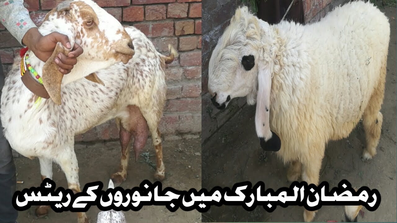 Wednesday Mandi Shahpur Update|| Bakrian kay rates|| Bacho wali Bakrian ...