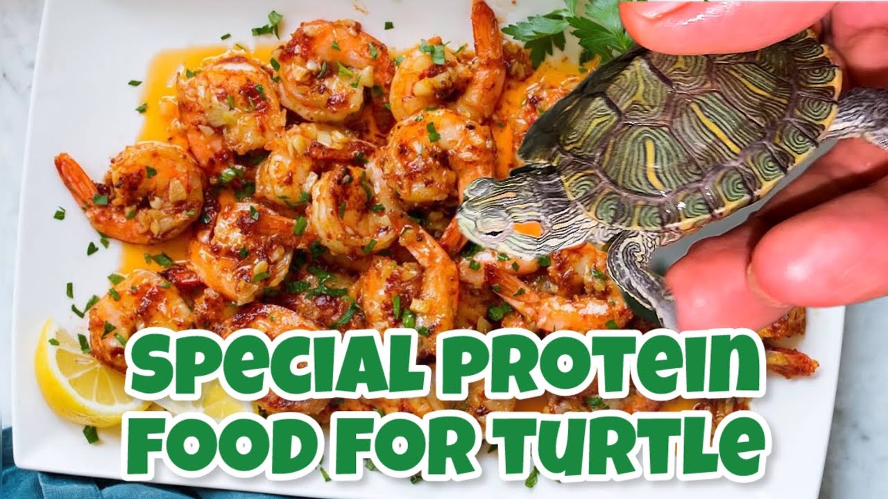 Best protein for my turtle |Healthy food for goldfish |shrimps for ...