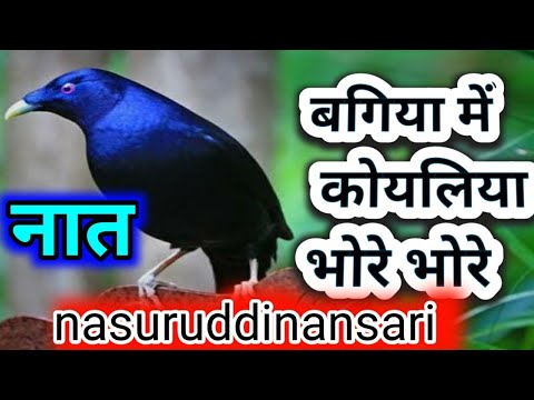 BAGIYA ME KOYALIYA  BHORE BHORE MASTI MEIN PUKARE NABI NABI SHAMIM FAIZI KA NAAT