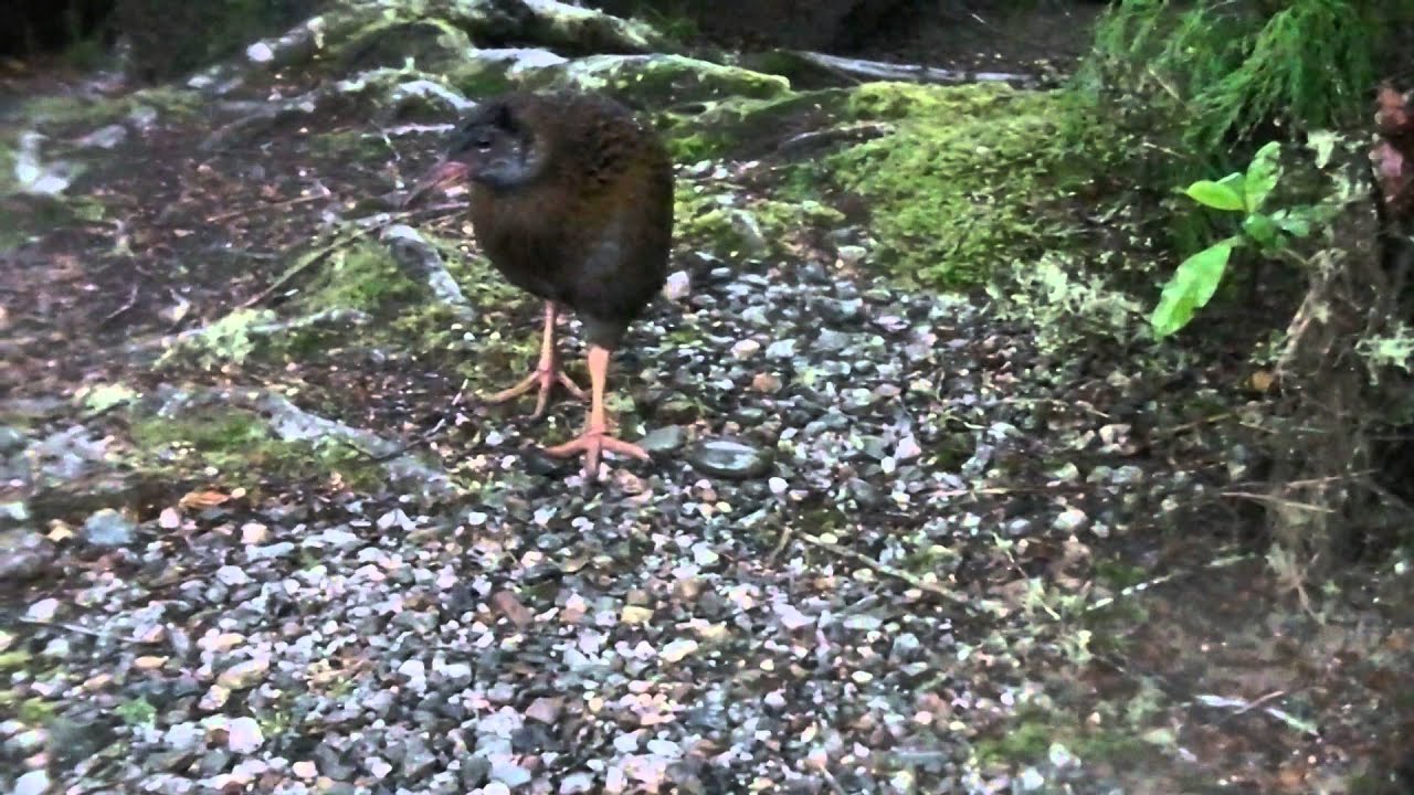 NEW ZEALAND WEKA BIRD - YouTube
