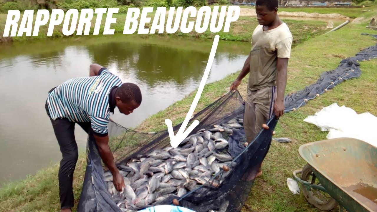 Pourquoi la pisciculture a un avenir en Afrique... - YouTube