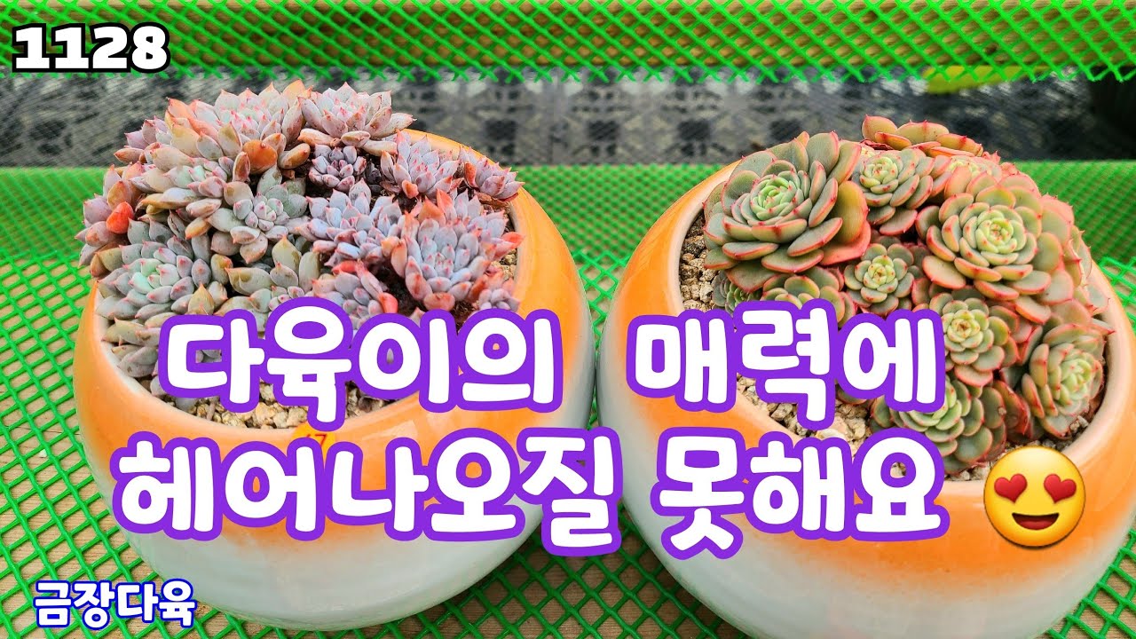 231128 금장다육맘 슈가베이비 홍매화철화 크라시언라이언 홍등 홍포도 러블리로즈 파도 로라 간츠 라비앙로즈 온슬로우