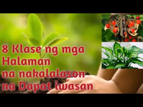 8 Klase ng mga Halaman na nakalalason na Dapat iwasan - YouTube