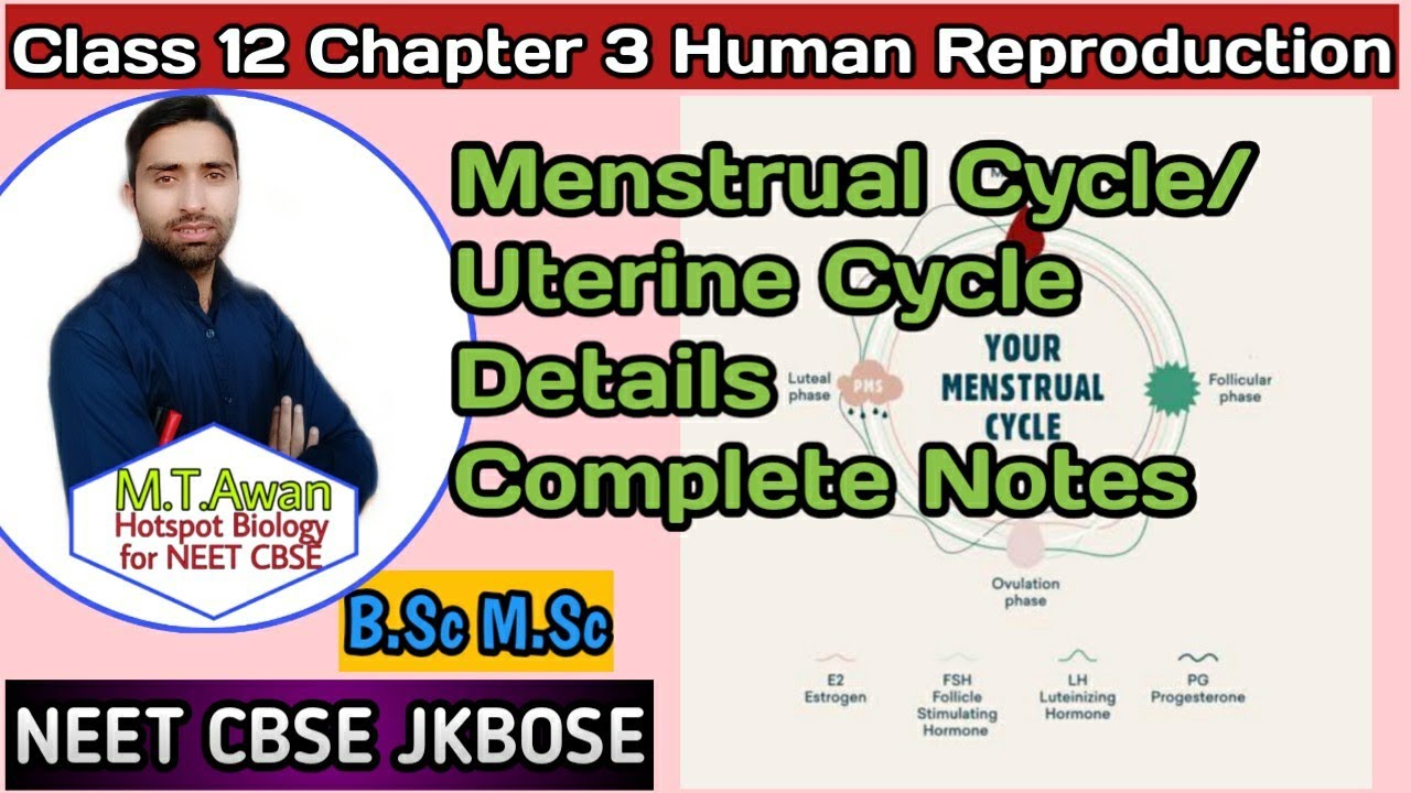 Lecture 16 Chapter 3 Biology Class 12- Menstrual Cycle Full Details ...