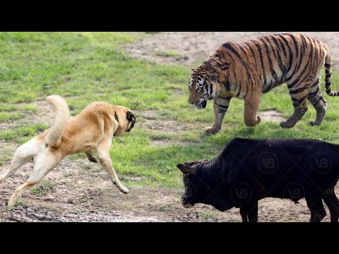 These Are 10 Strongest LG Dog Breeds