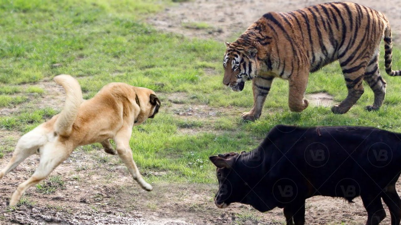 These Are 10 Strongest LG Dog Breeds - YouTube