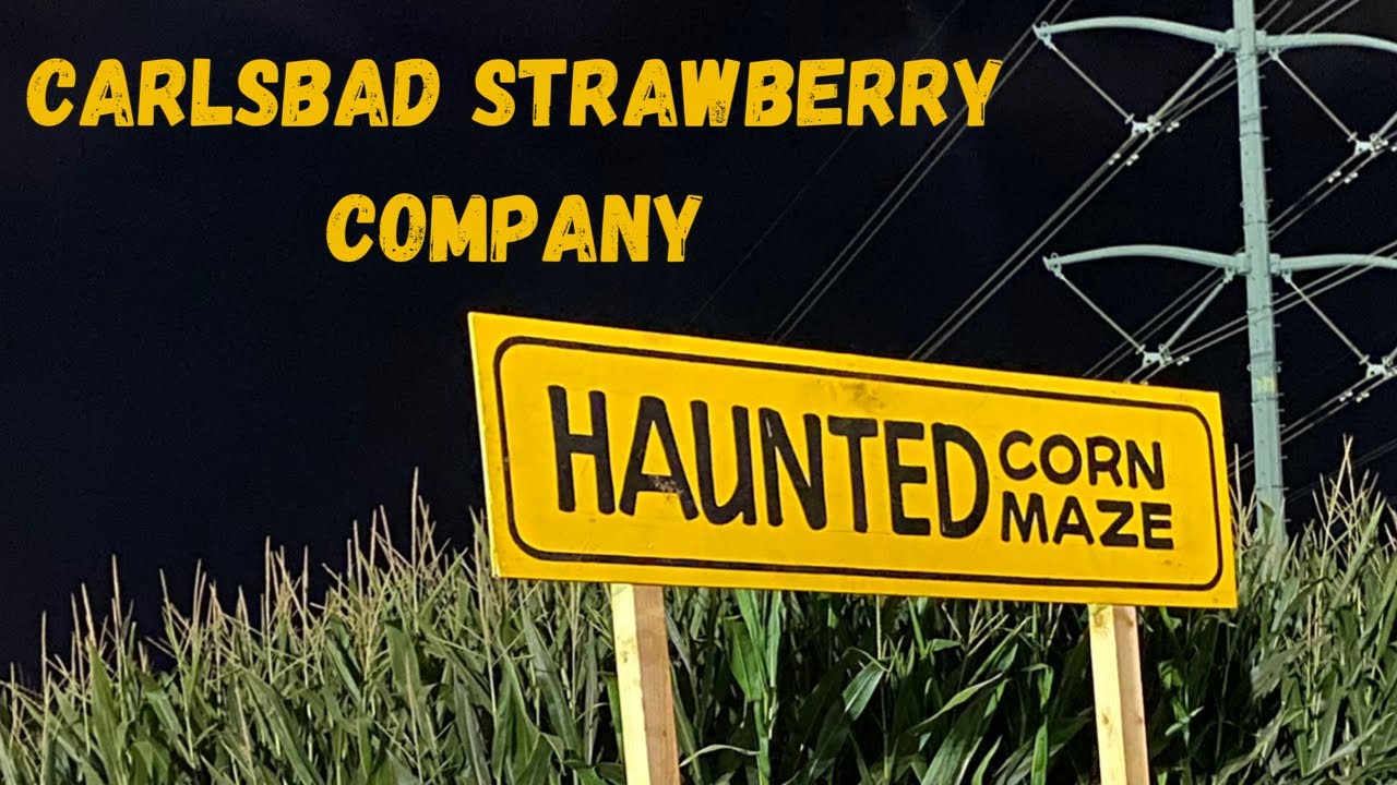 Carlsbad Strawberry Company Pumpkin Patch Review Vlog - YouTube