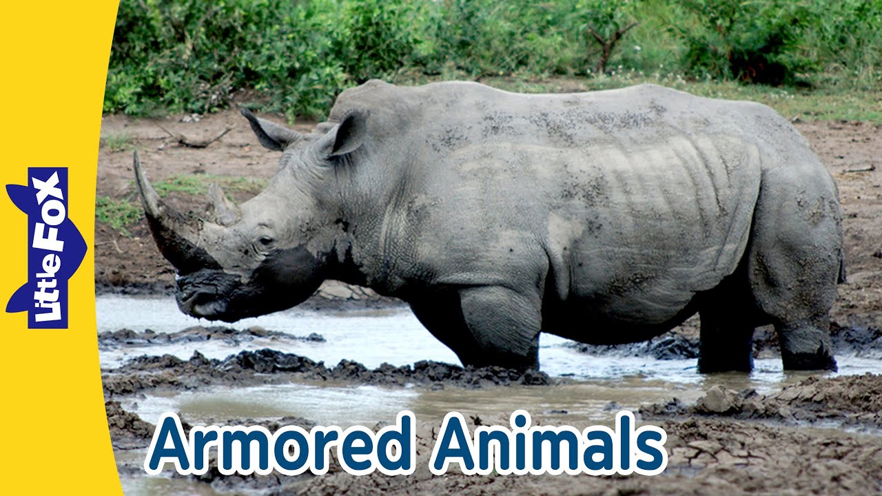 Armored Animals! 🦔🐢 Meet Porcupines, Tortoises, Rhinoceros & More ...