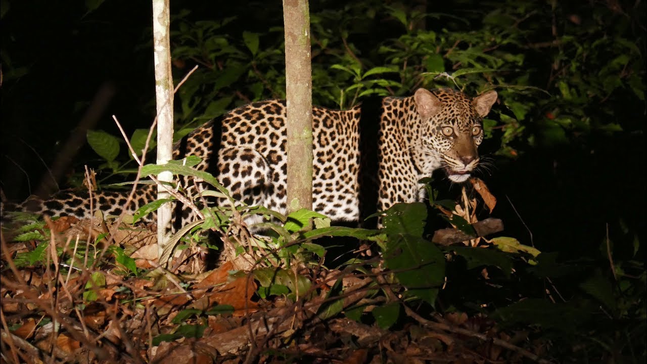 Panthère du GABON - The Leopard of GABON - YouTube