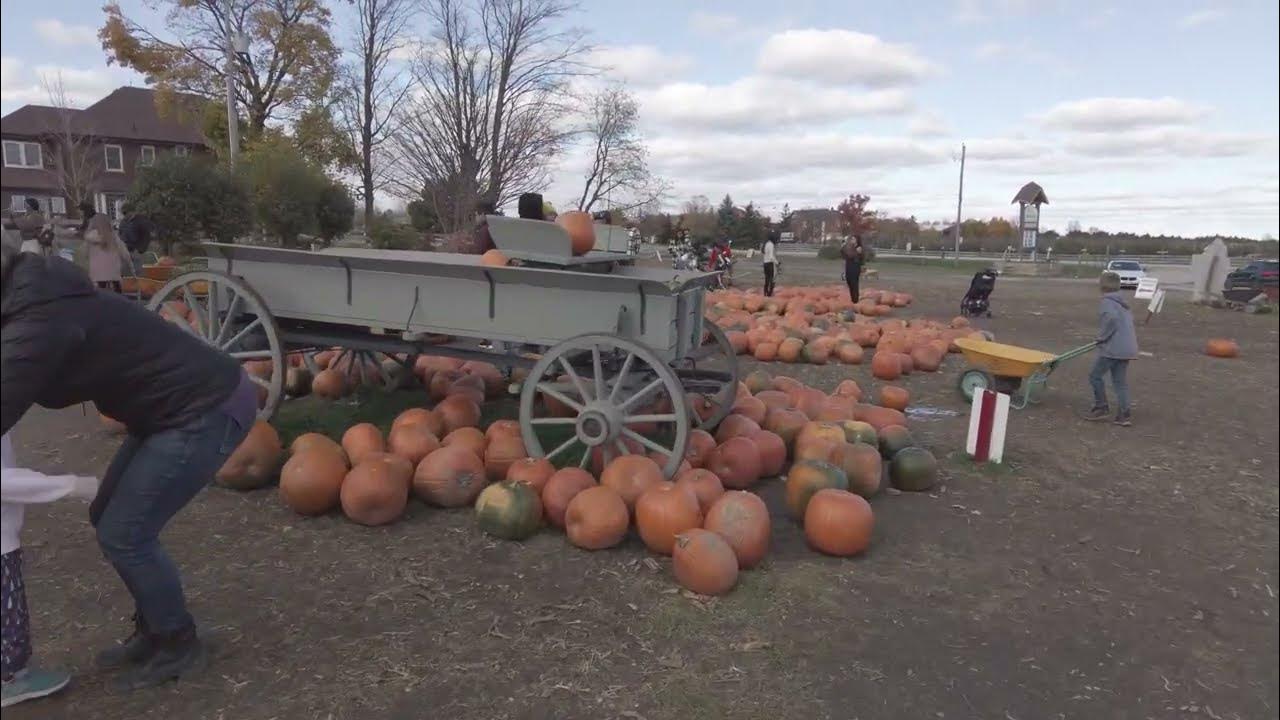 PUMPKIN PATCH DOWNEY S FARM MARKET OCTOBER 2022 pumpkin downey pumpkin-patch-downey-s-farm-market-october-2022-pumpkin-downey