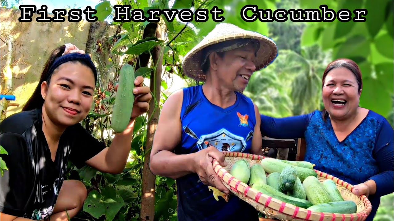 First Harvest Cucumber /Backyard Harvest - YouTube