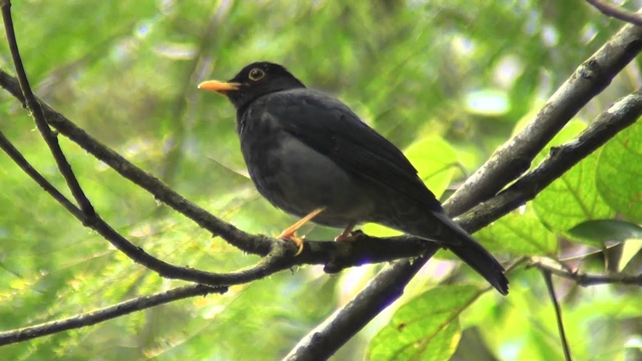 Yellow legged Thrush - YouTube