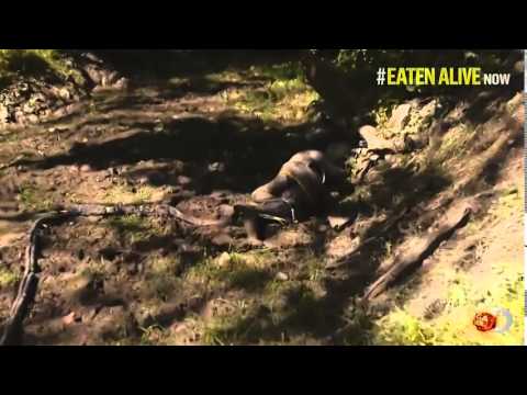 Paul Rosolie with Anaconda at Discovery Channel (Eaten Alive)