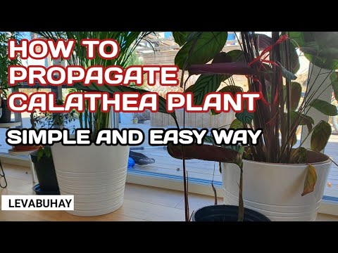 CALATHEA PLANT PROPAGATION BY DIVISION | HOW TO PROPAGATE CALATHEA ...