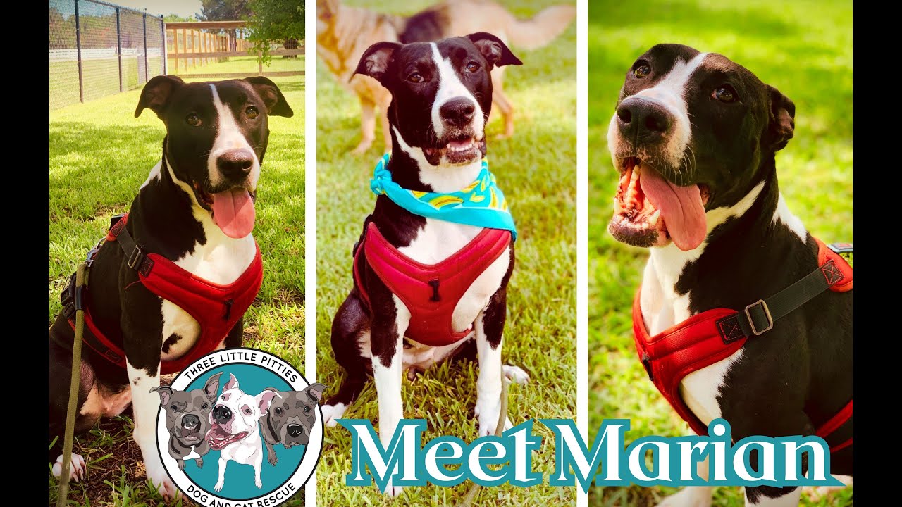 Adopt Marian Star of the sea!! -Three Little pitties Rescue - YouTube