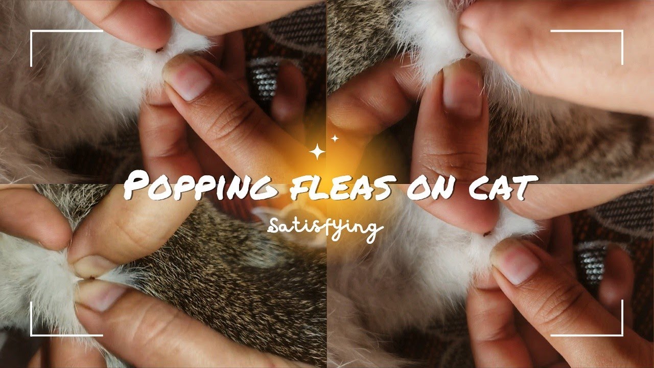 Effective Flea Popping: Keeping Your Cat Pest-Free | Part II - YouTube
