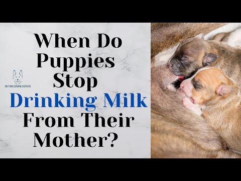 When Do Puppies Stop Drinking Milk From Their Mother?