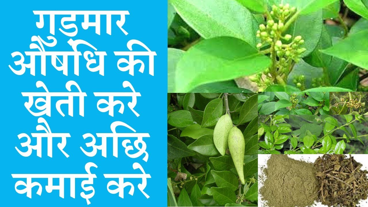 Cultivate gudmar medicinal and earn good money | Gymnema sylvestre ...