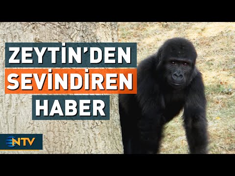 Nijerya'ya Gidecekti: Goril Zeytin'den Sevindiren Haber! | NTV