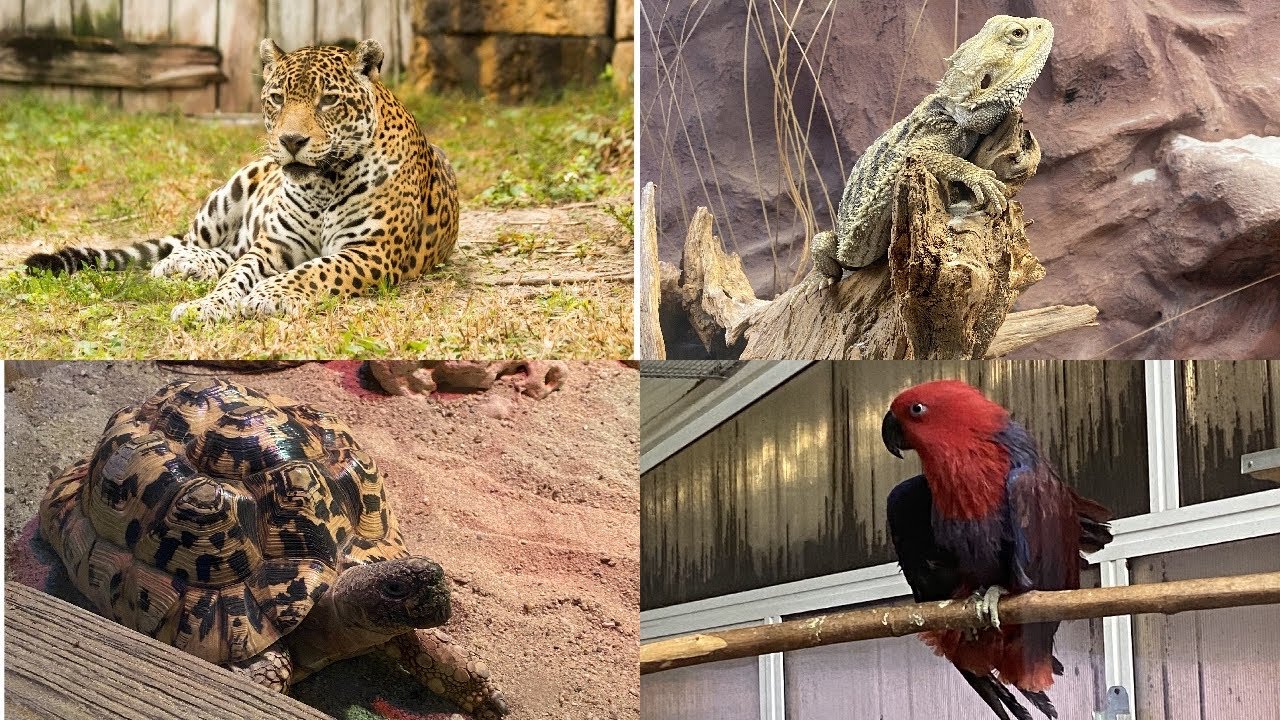 Gradina ZOO București 2020. Film de prezentare - YouTube