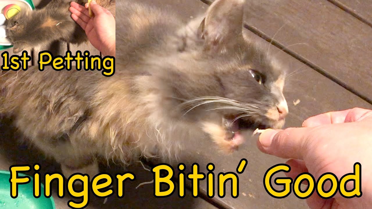 Taming a Feral 31: 1st Time Petting & Finger feeding chicken - YouTube