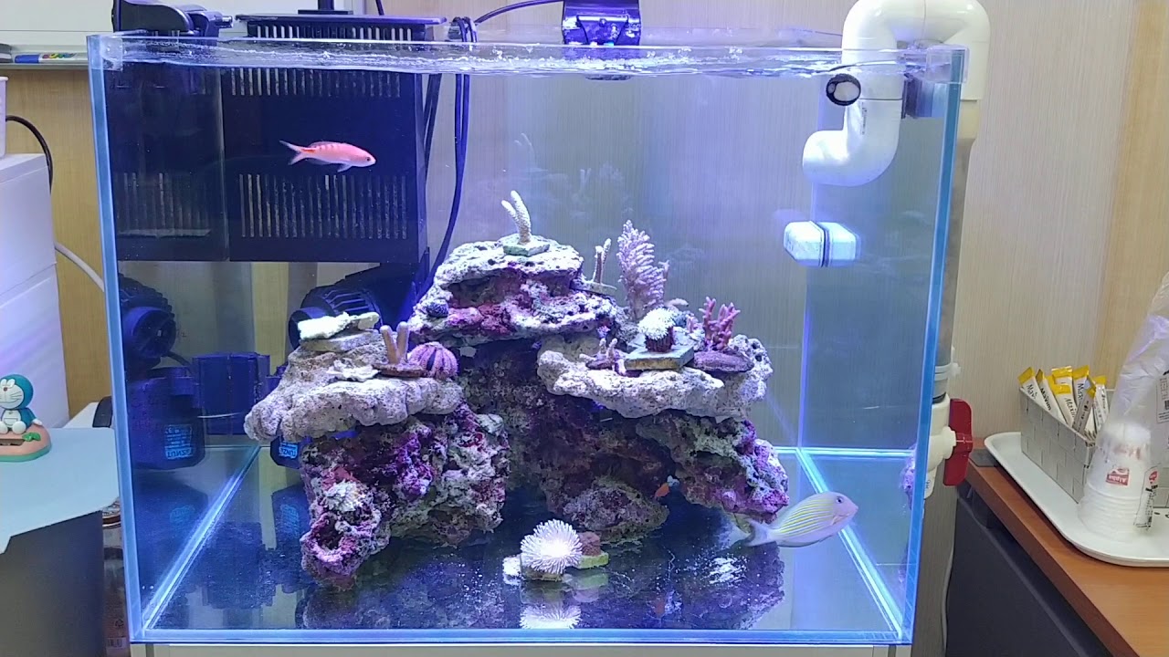 P lori feeding cyclop eeze - YouTube