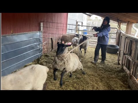 Vlogmas 23 Day 7: Sheep and Redneck Hay Rings - YouTube