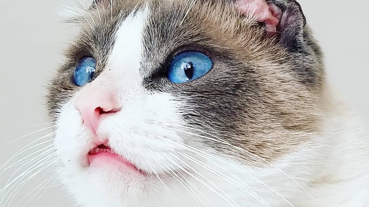 Meet Dumbo, The Adorable Cat With A Cleft Lip And Unique Ears Who Found ...