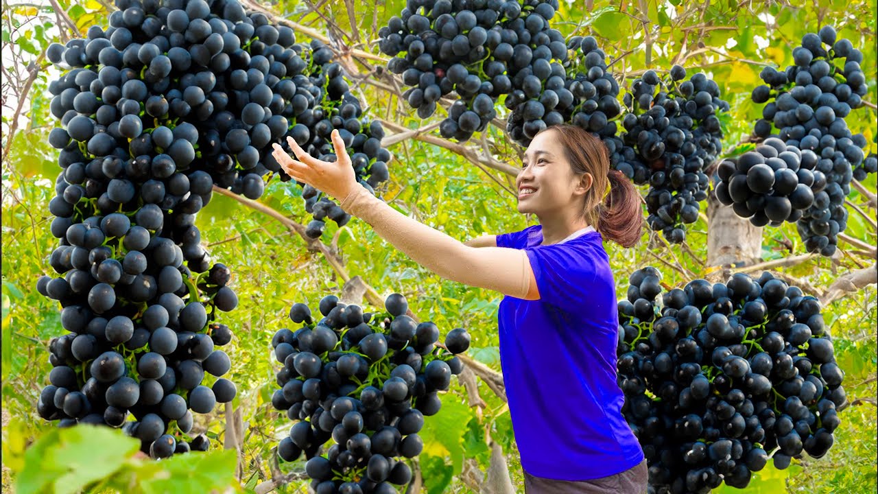 HOW TO Harvest Queen Grapes - A fruit that dates back to prehistoric ...