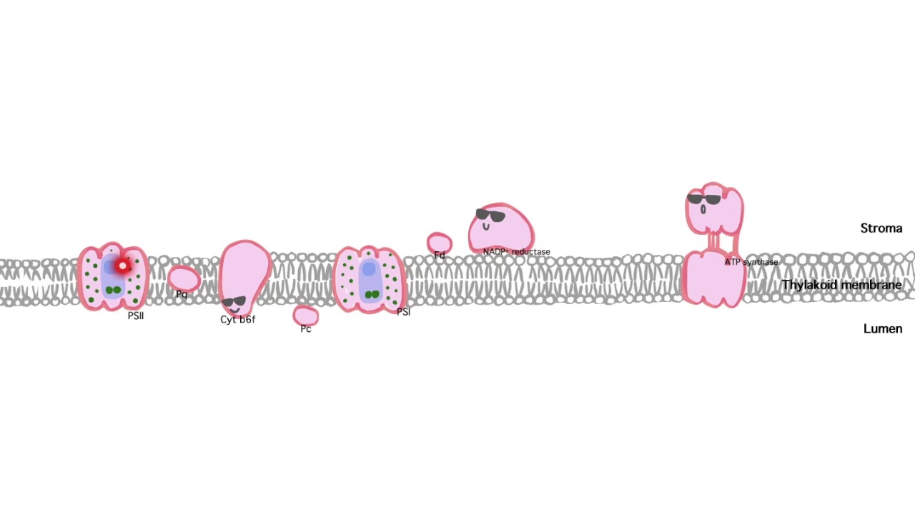 ตอนที่ 2 light reactions - YouTube