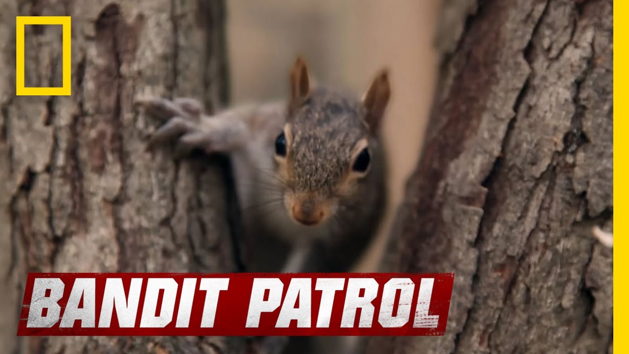 Releasing a Recovered Squirrel | Bandit Patrol - YouTube