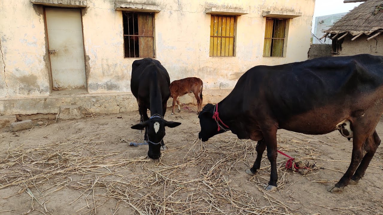 Jersey cow sell for kutch gujarat