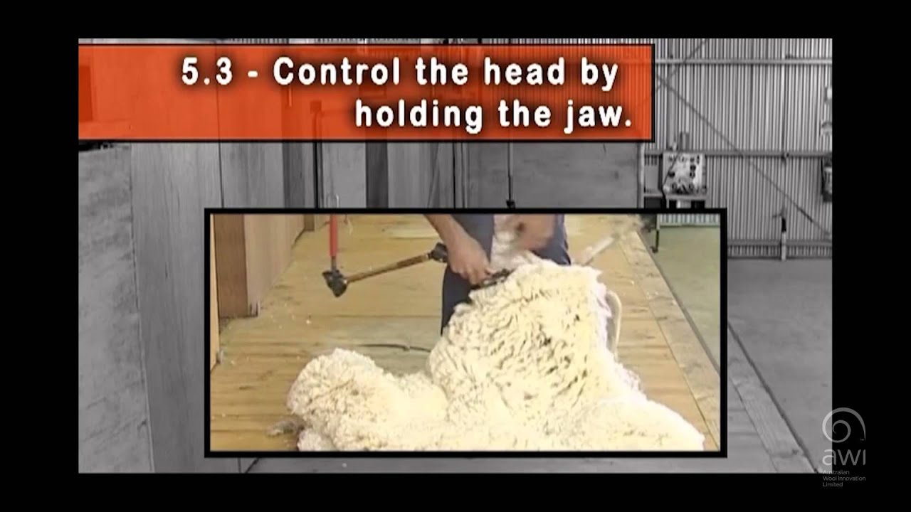AWI Novice - Shearing Positions - The Neck and Last Side - Position and ...