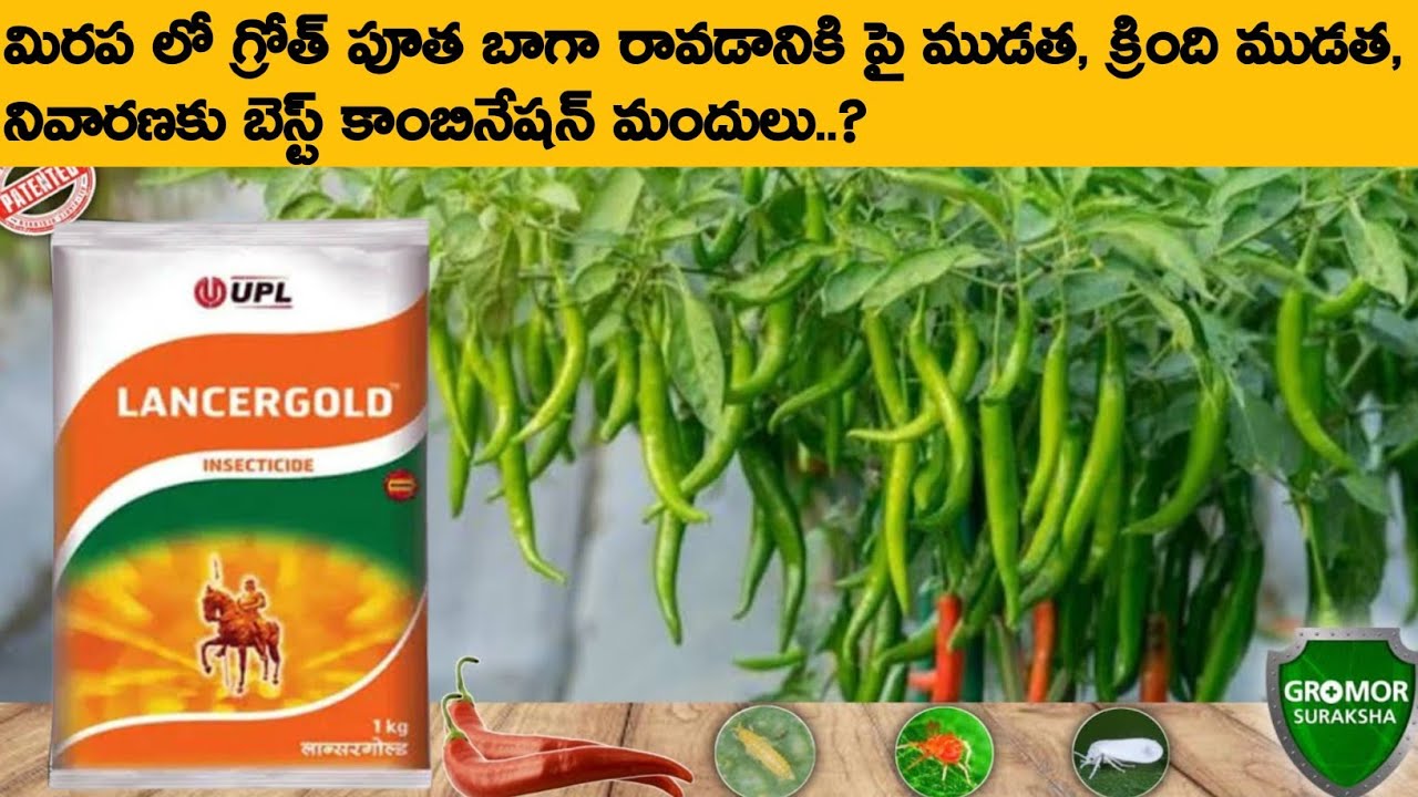 Lancer gold | upl Lancergold telugu | Lancer gold insecticide uses ...