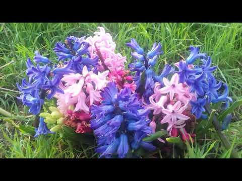 GÜNAYDIN 🐞EN GÜZEL GÜNAYDIN MESAJLARI 🐞GÜNAYDIN VİDEOSU YOUTUBE 🐞🌹🤗👆👆👍