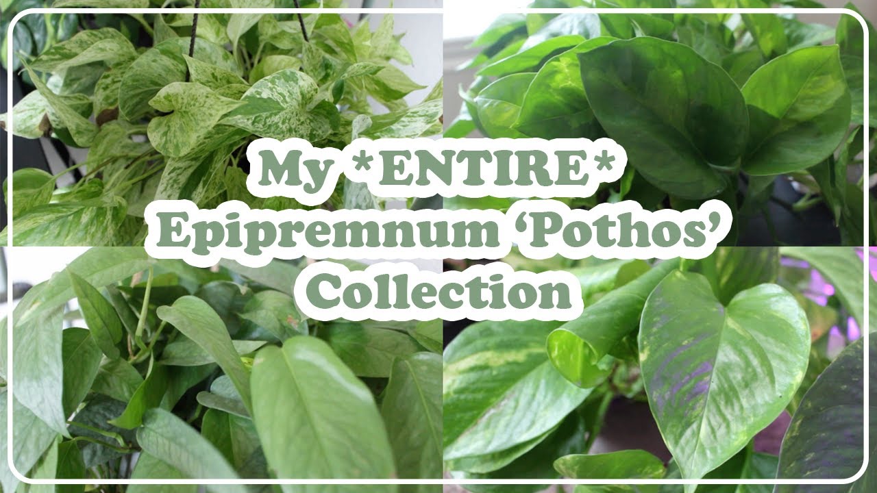My Entire Epripremnum 'Pothos' Collection | 10+ Species + Pothos Care ...